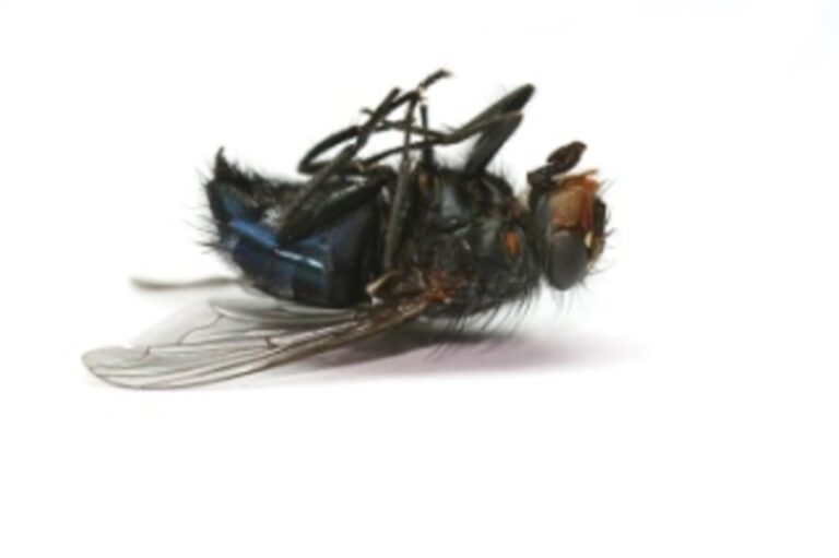 Squashing even the tiniest bugs is important | Get more done, with Kerika